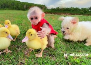 Jamelizz - Jamelizzzz Only Fans & Her Biography